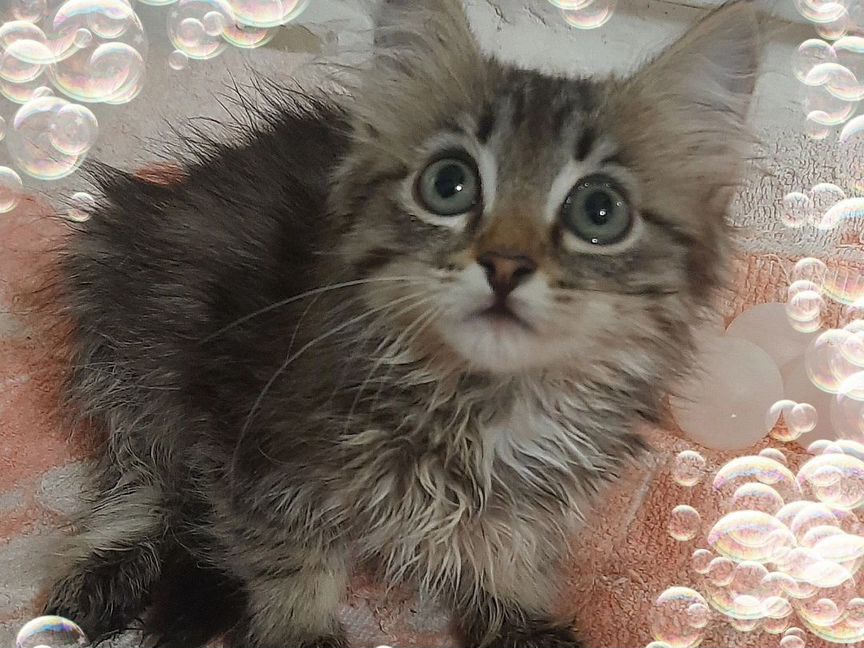 Малюсенькая кошечка в добрые руки