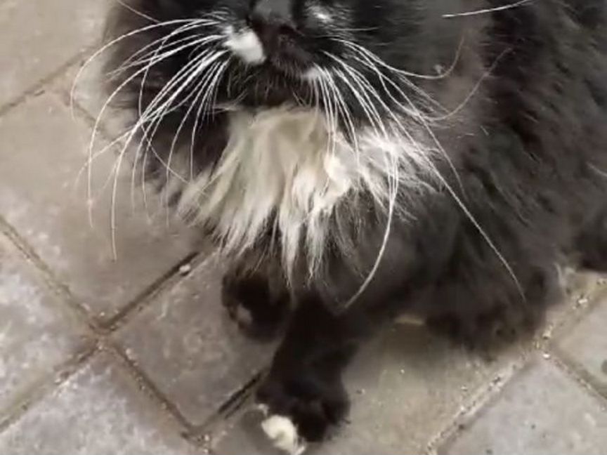 Котик с завода