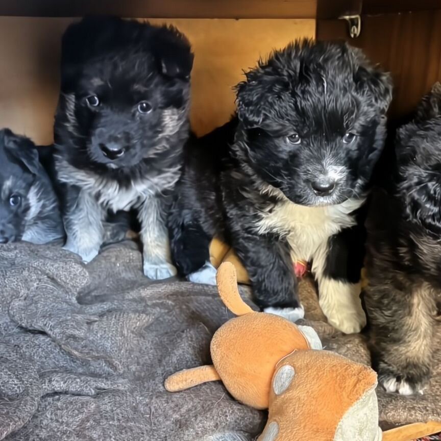 Щенок в добрые руки