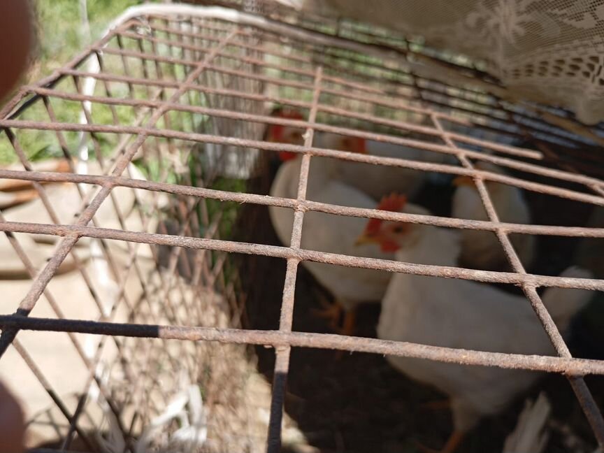 Петушки леггорн и ломан браун