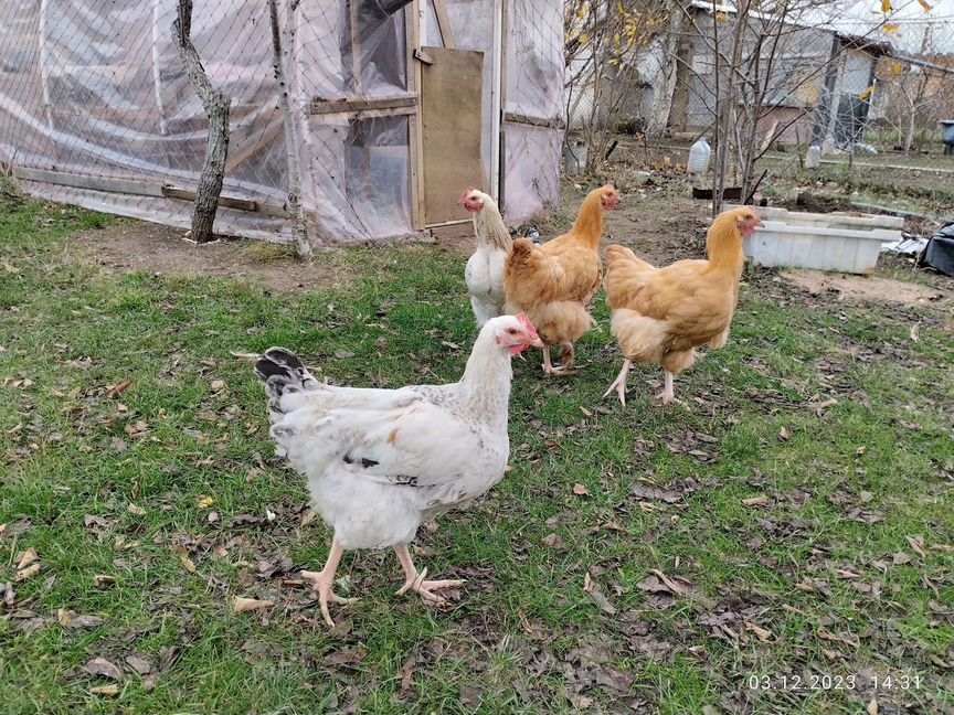 Продам петуха