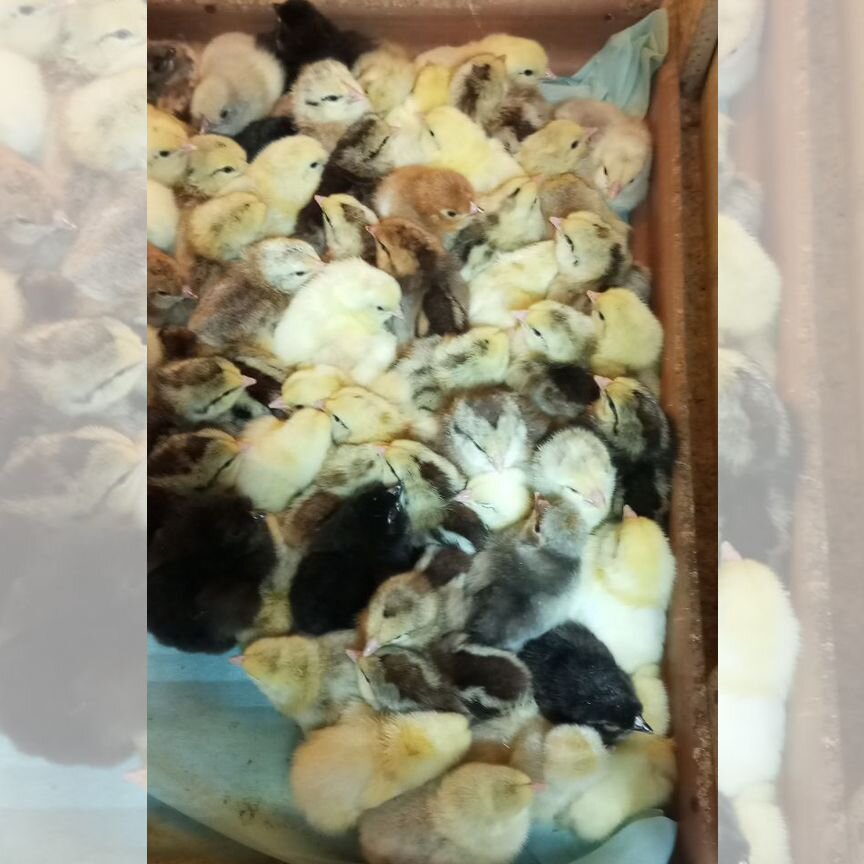 Цыплята, 20.04.26