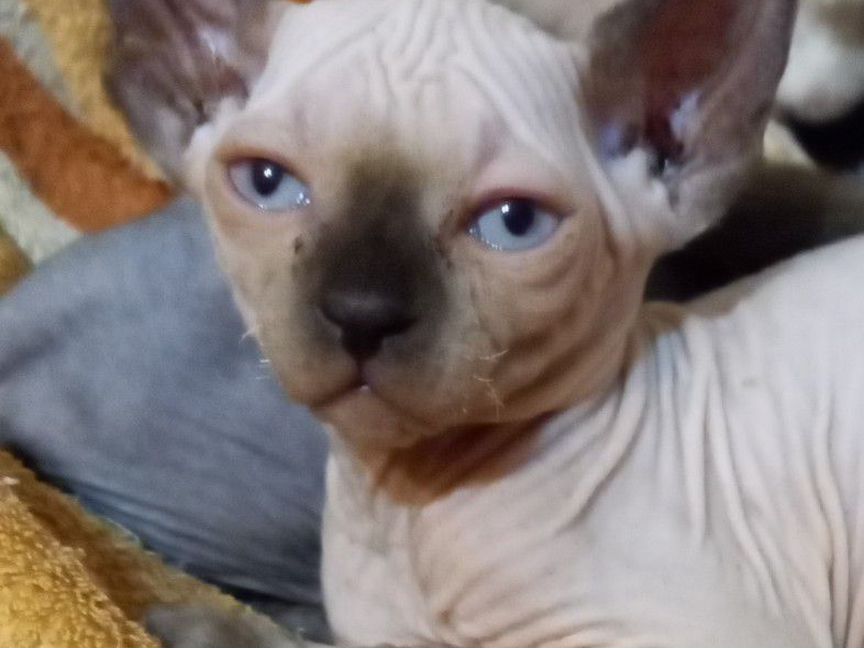 Эльф котенок