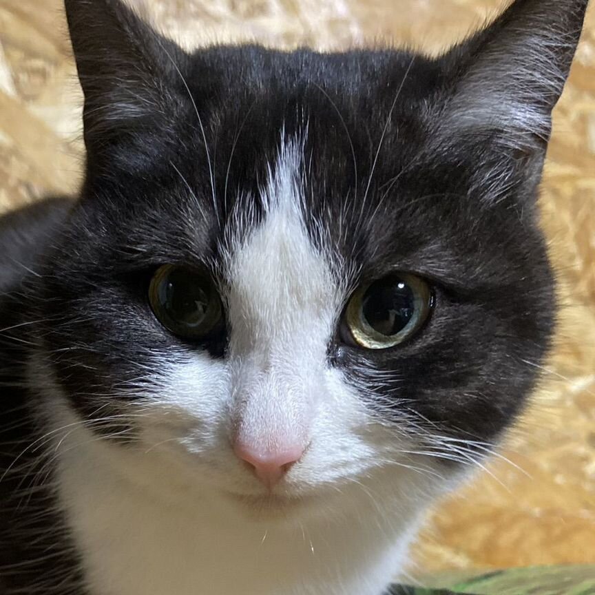 Котенок улыбака пристраивается в добрые руки