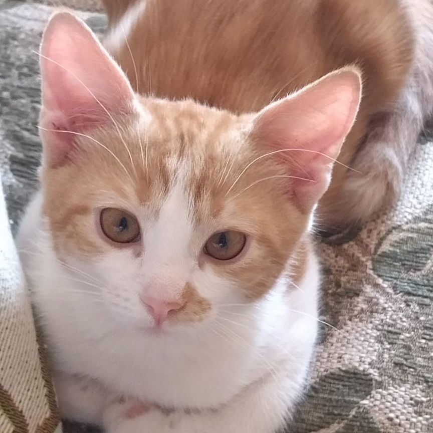 Котёнок-солнышко в дом