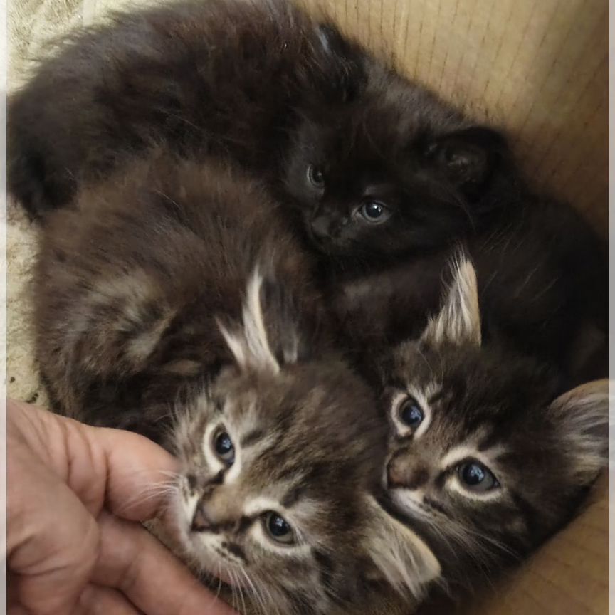 Котёнок в добрые руки