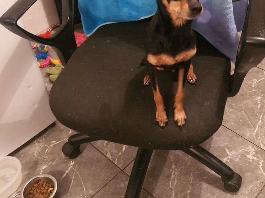 Мини той-терьер