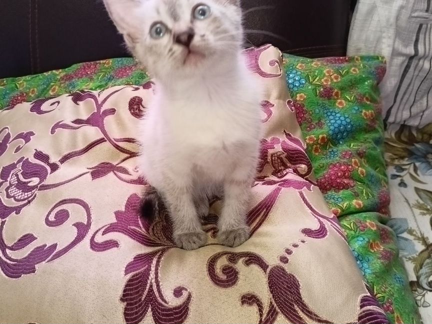 Невская маскарадная в добрые руки