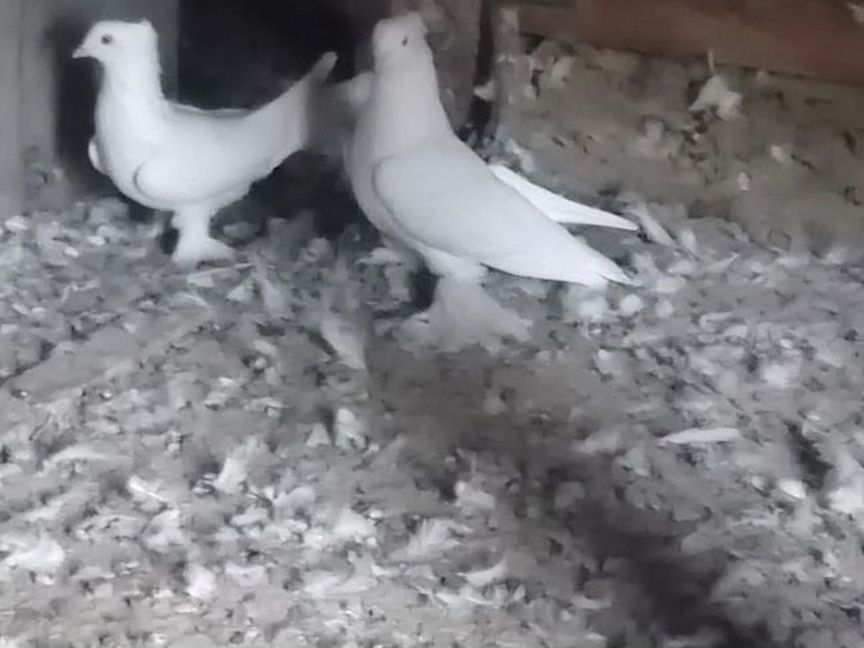 Андижанские голуби