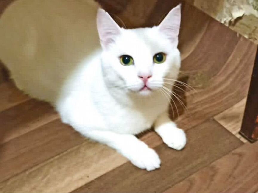 Красивый котик Марс