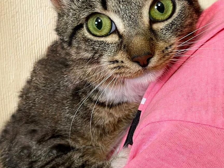 Кошечка в добрые руки