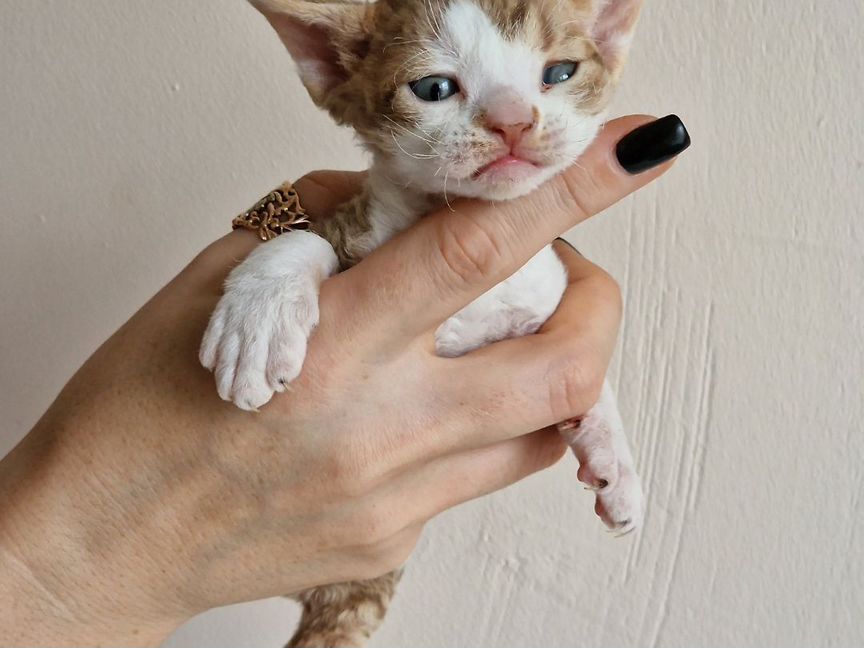 Котик девон -рекс биколор