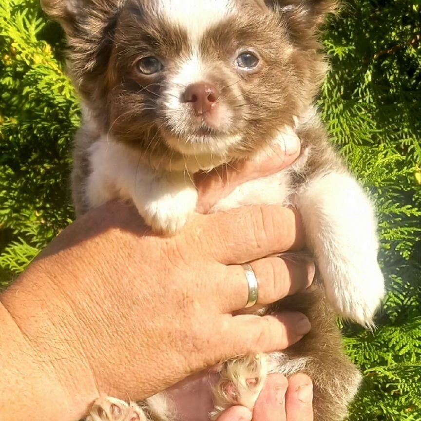 Яркий малыш чихуахуа