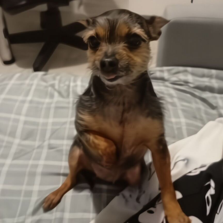 Йоркширский терьер, взрослая собака