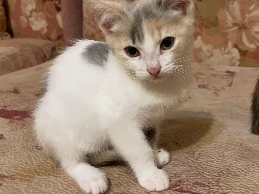 Белый котенок