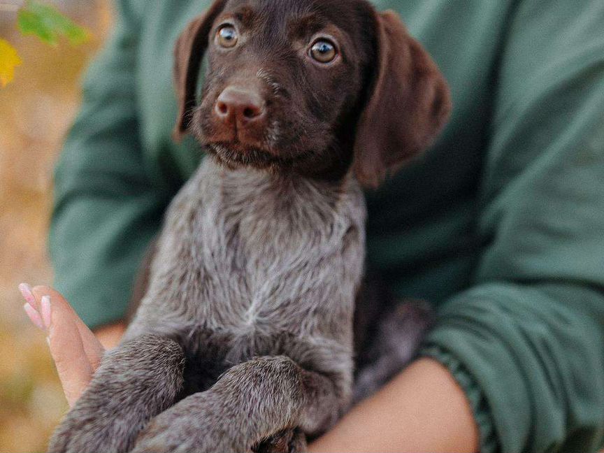 Щенок в добрые руки