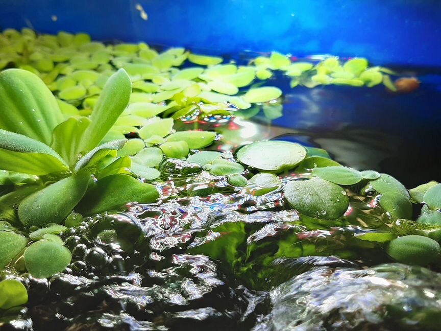 Пистия для аквариума, улитки Ампулярии