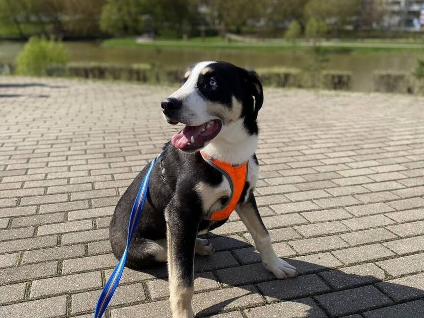 Щенок в добрые руки