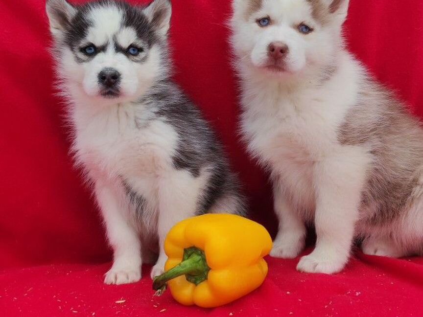 Сибирский хаски щенята