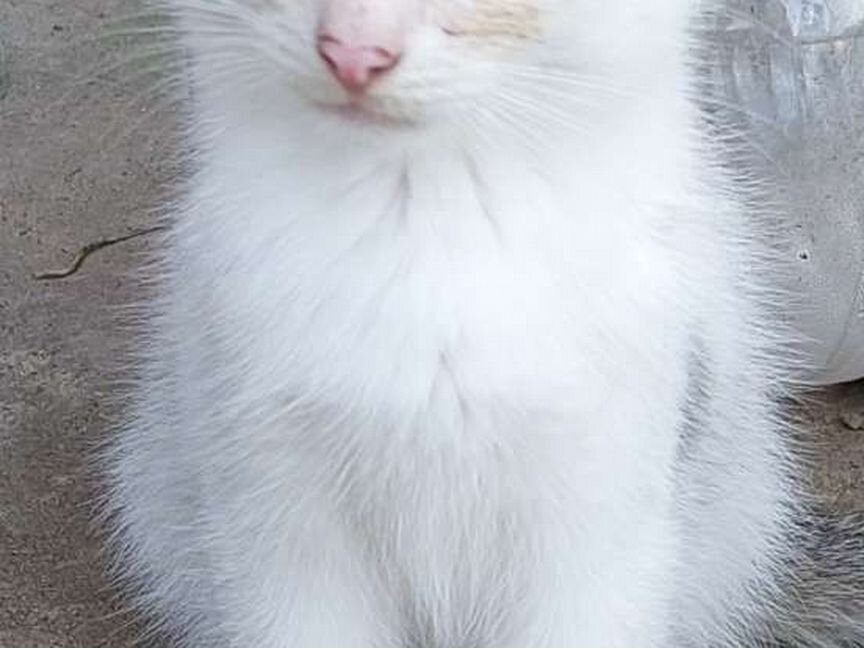 Котенок в добрые руки