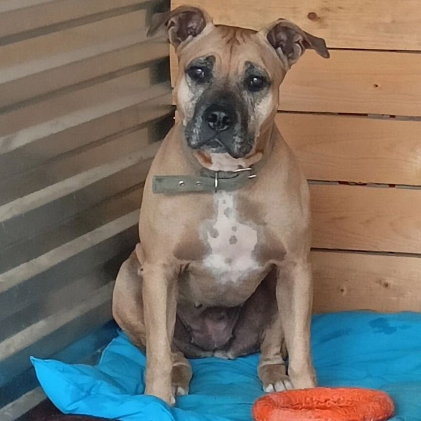 Американский стаффордширский терьер, взрослая собака