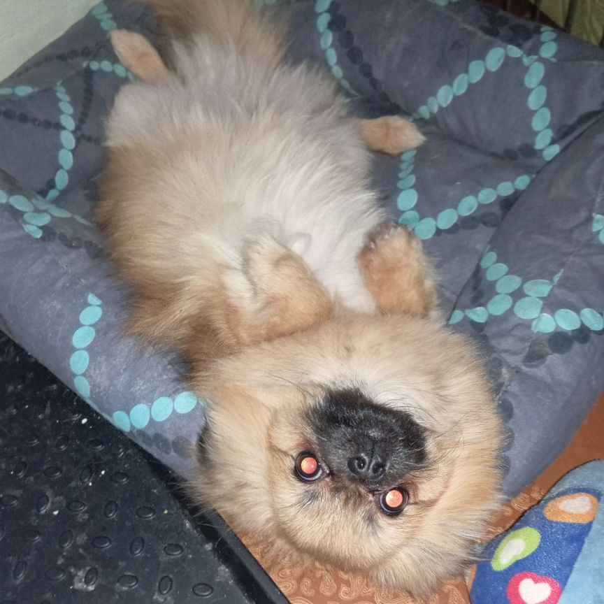 Немецкий шпиц, взрослая собака