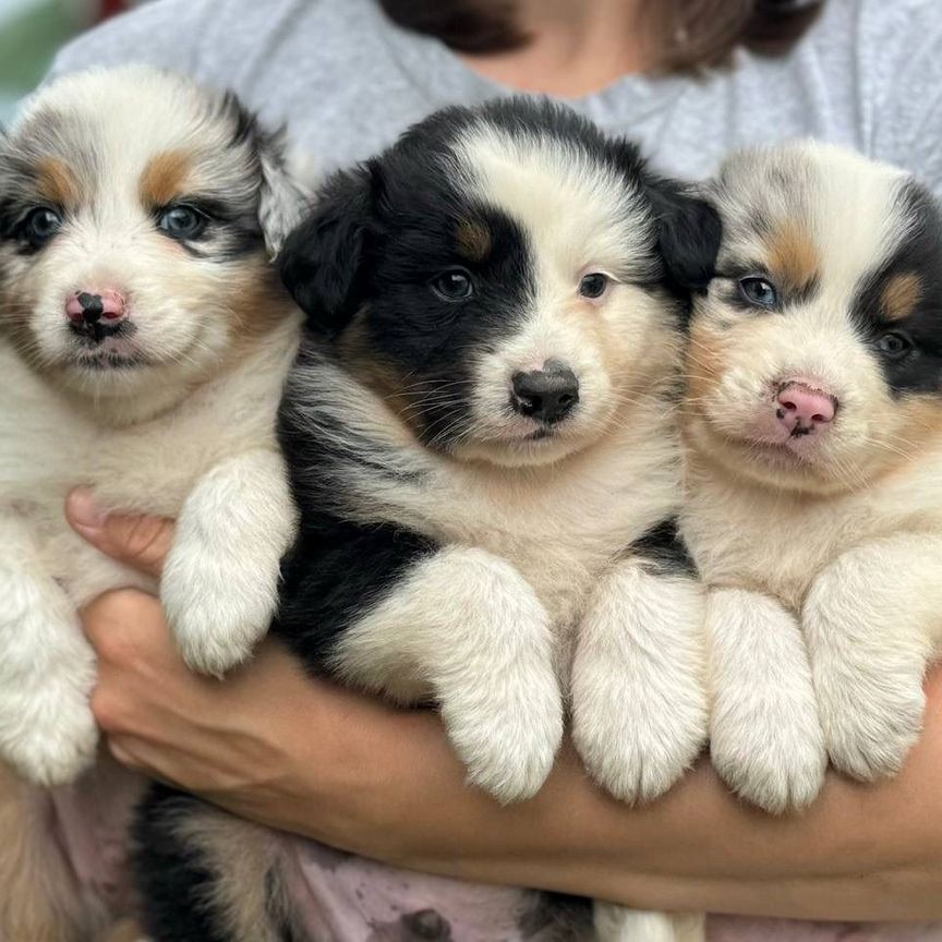 Мальчик аусси