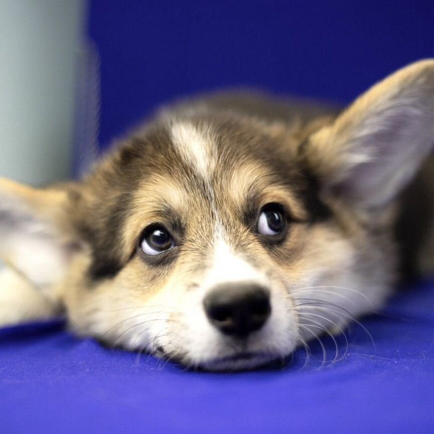 Вельш-корги