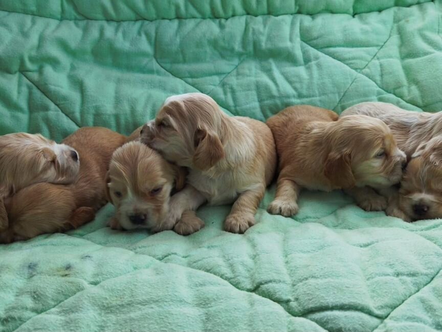 Щенки Английского Кокер-Спаниеля