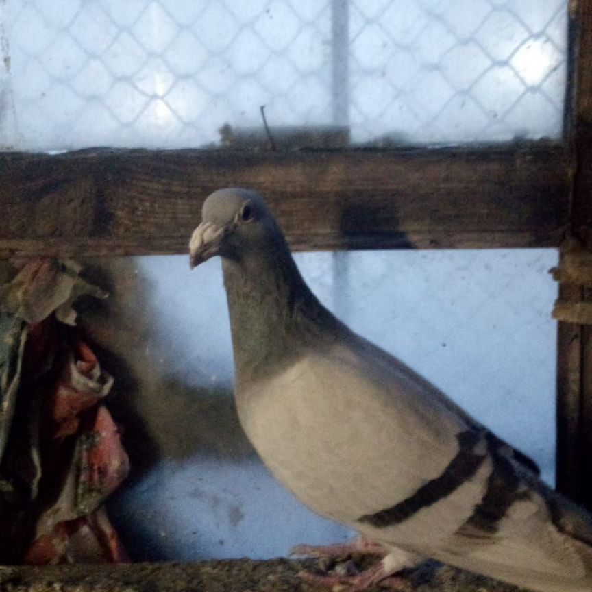Голубь