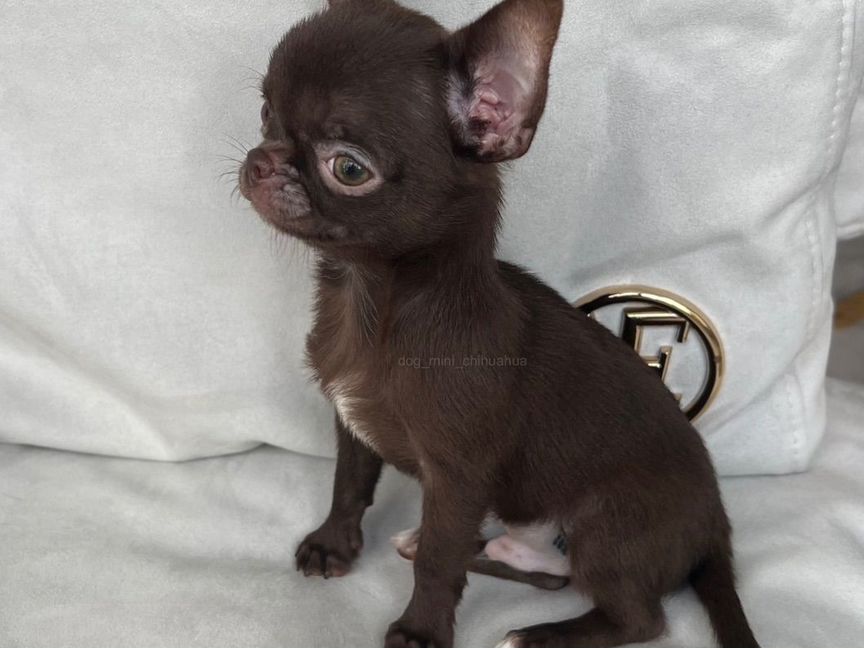 Супер мини мальчик чихуахуа