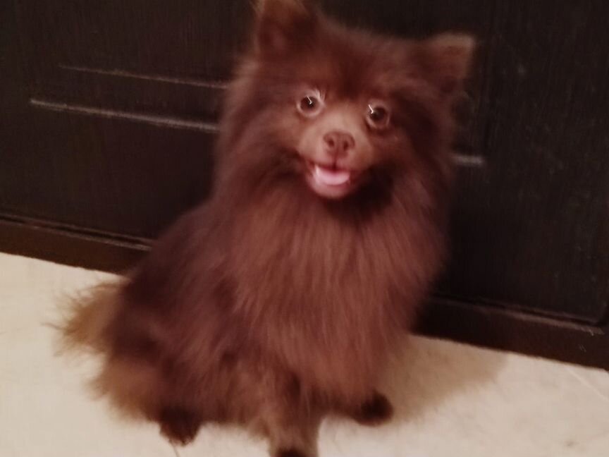 Шпиц взрослая шоколадка 3 годика