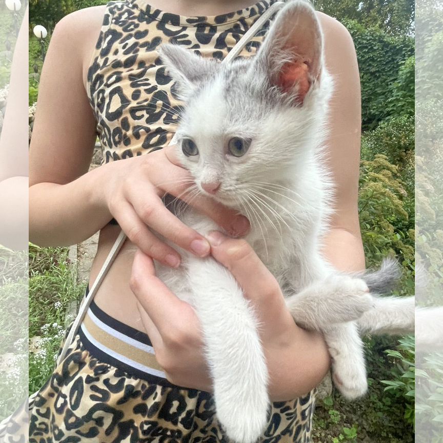 Котята в добрые руки бесплатно