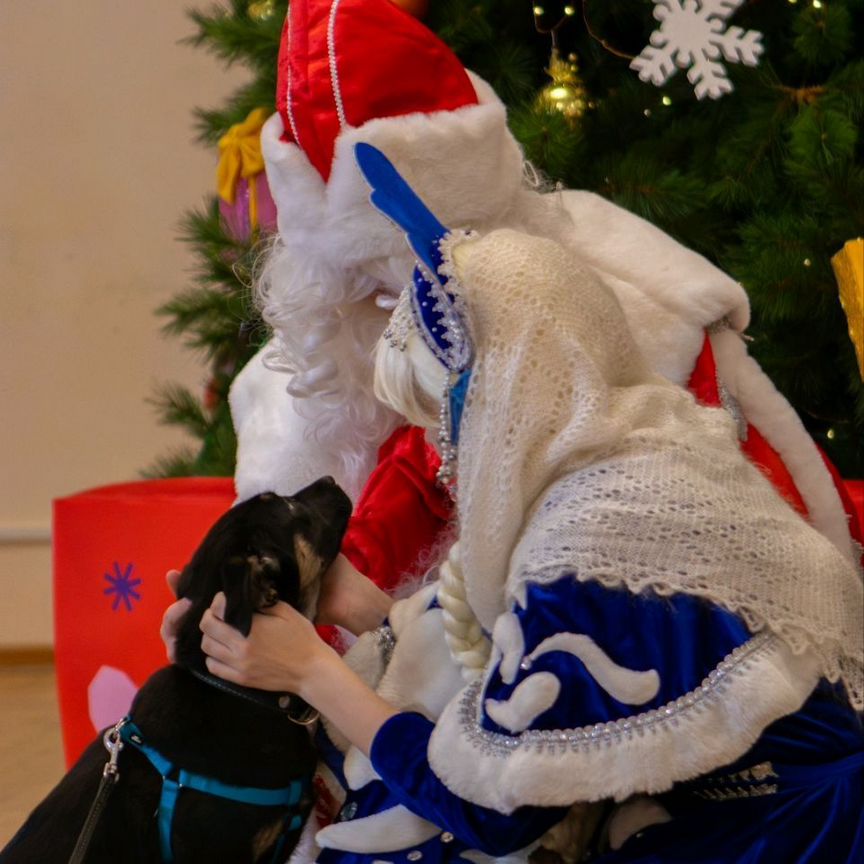 Немецкая овчарка, щенок