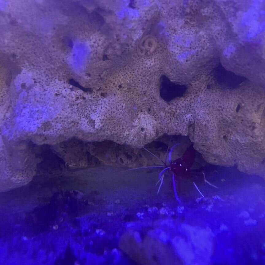 Креветка кординал кровавая фильтратор морская