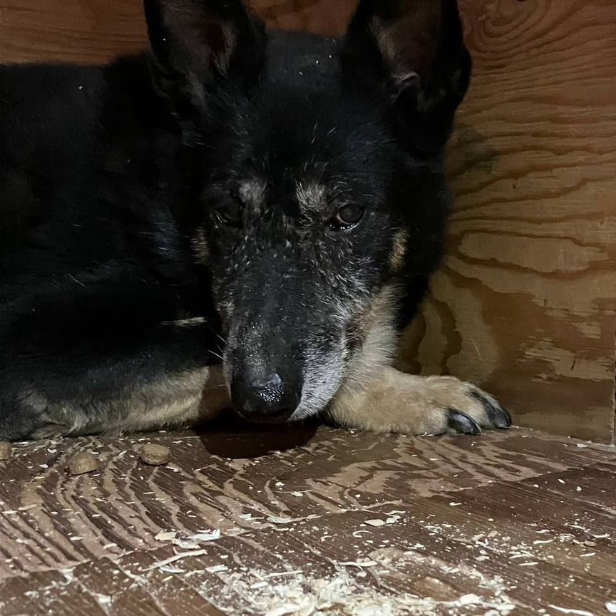 Несчастный старичек из приюта надеется на помощь