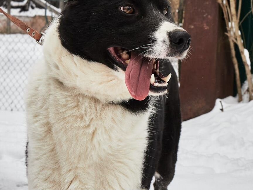 Собака в добрые руки