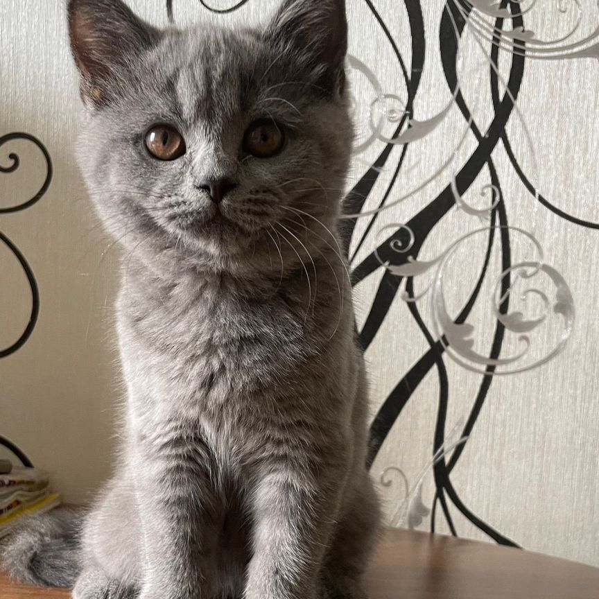 Отдам бесплатно