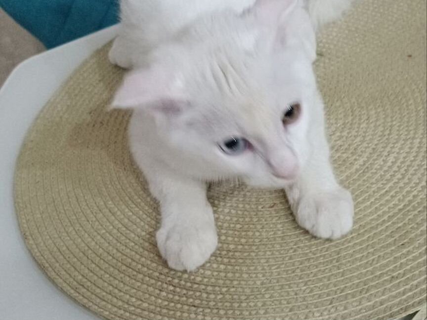 Белый британский котенок