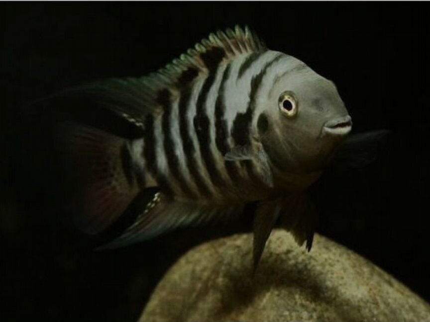 Рыба цихлазом