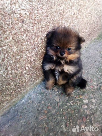 Щенки шпица, мини мишки, 2 мес