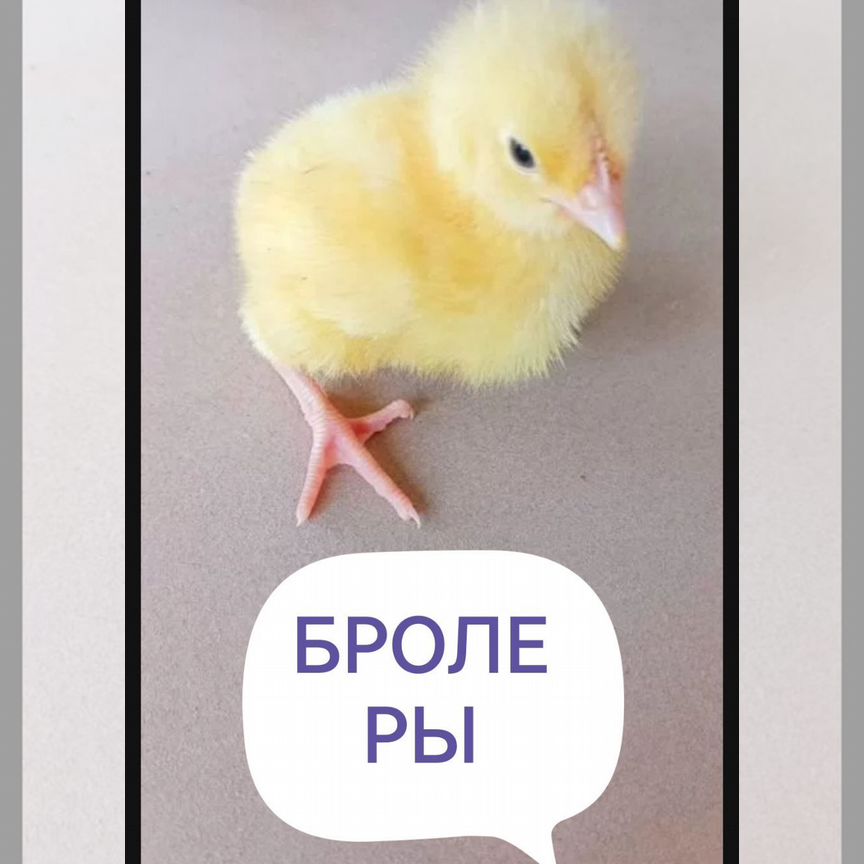 Суточный бройлер Росс 308