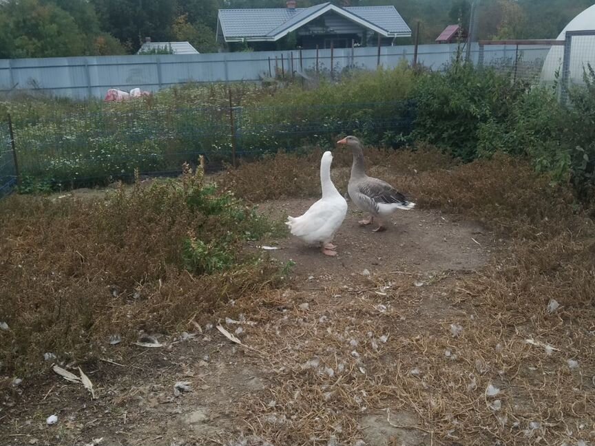 Гусь,гусыня и индюки