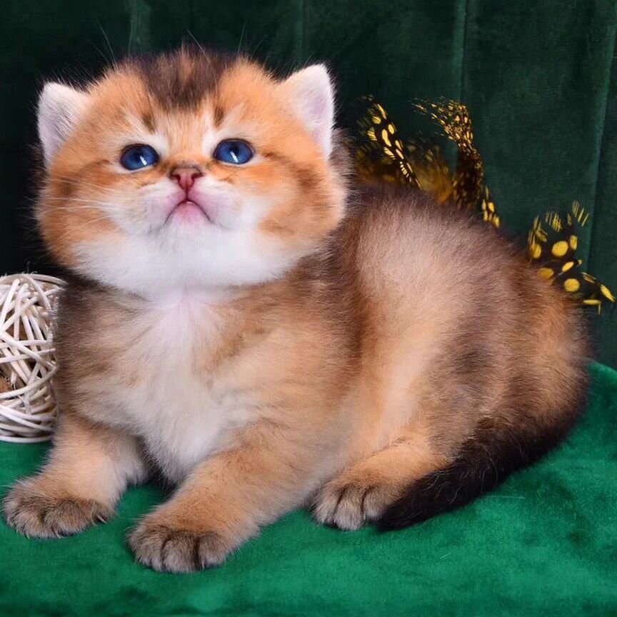 Британский короткошёрстный котёнок