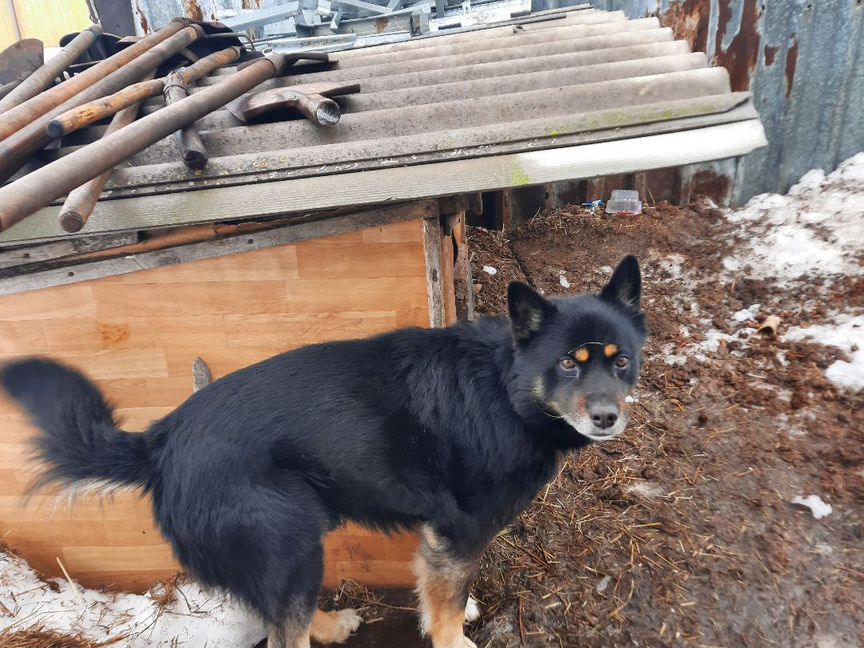 Отдадим собаку,кабель