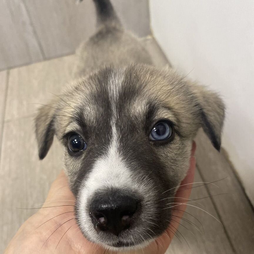 Сибирский хаски, щенок