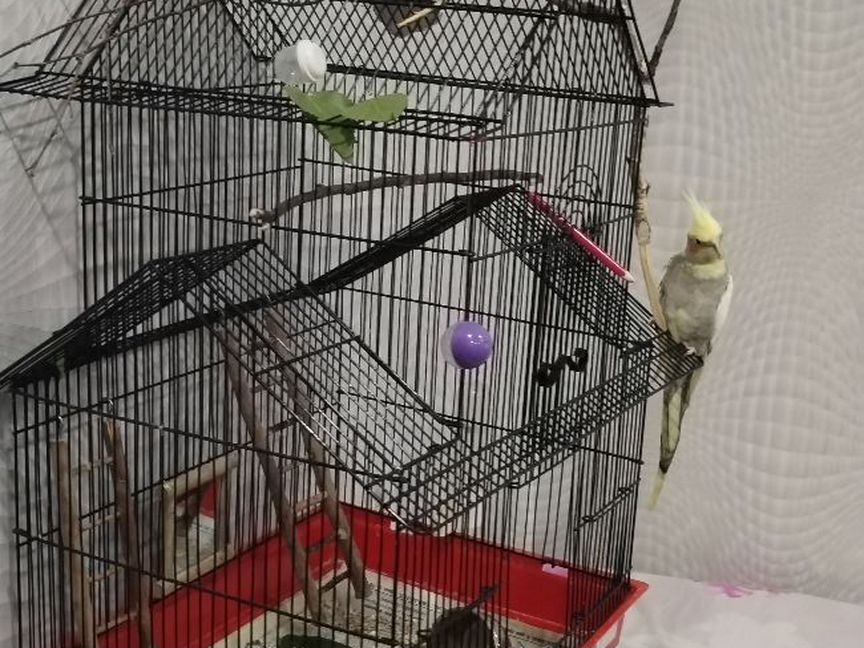 Попугай корелла с клеткой