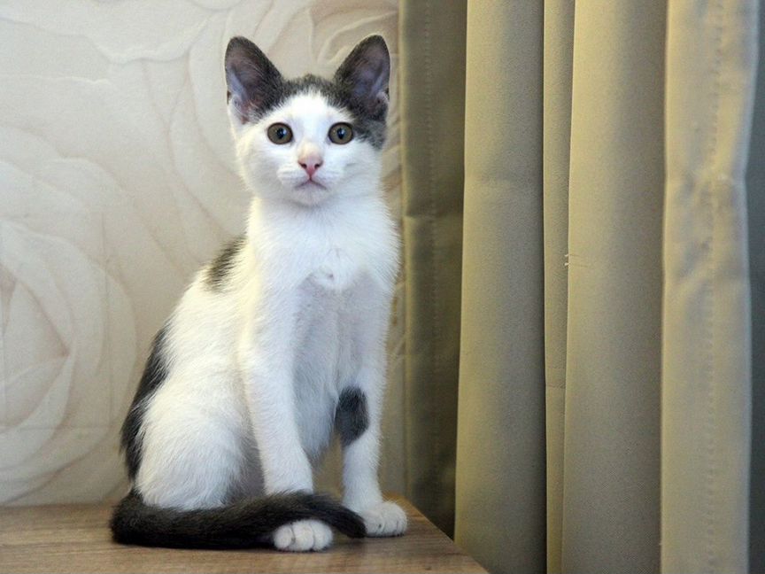 Котенку очень нужен дом