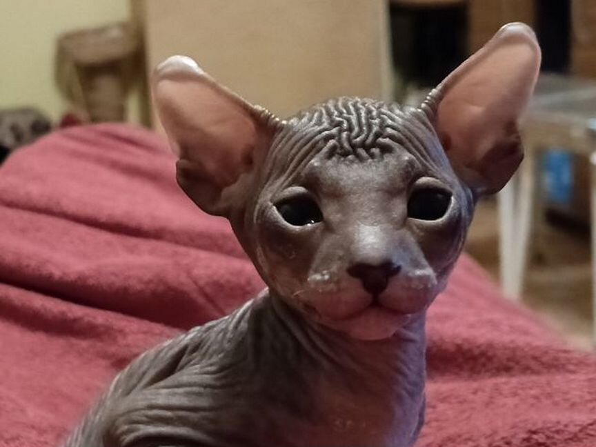 Донской сфинкс котята