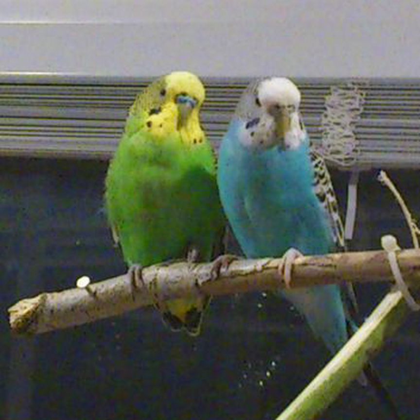 Волнистый попугай